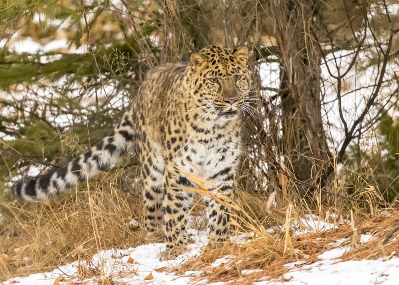 Amur Leopard stock image. Image of carnivore, outdoors - 63290405