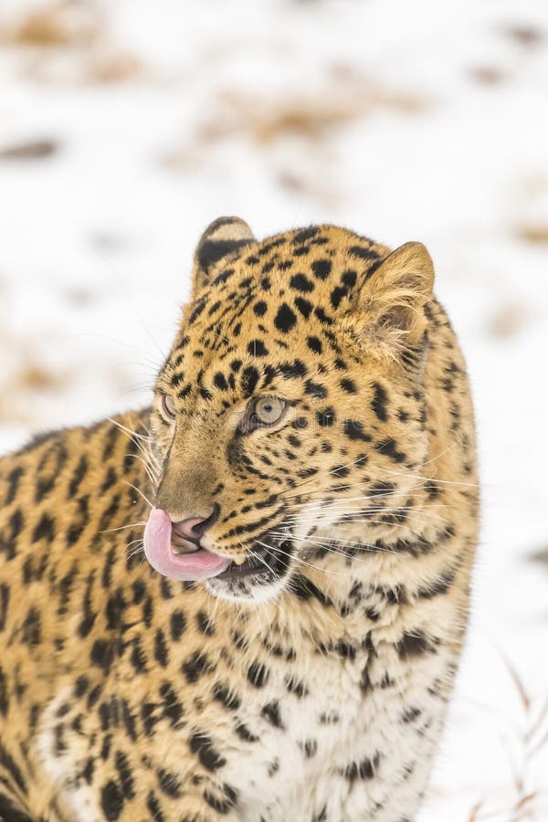 Amur Leopard stock image. Image of carnivore, cute, forest - 63290683