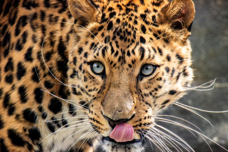 Amur Leopard Staring Off To Side of Camera Stock Image - Image of amur ...