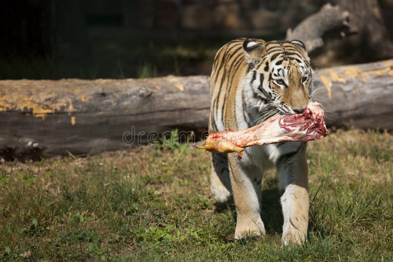 The Amur Siberian Tiger Eats Raw Meat Stock Photo - Image of beautiful ...
