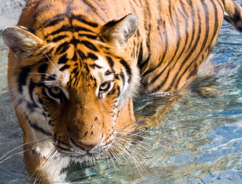 Amur Siberian Tiger Eye Stare in Water Stock Image - Image of siberian ...