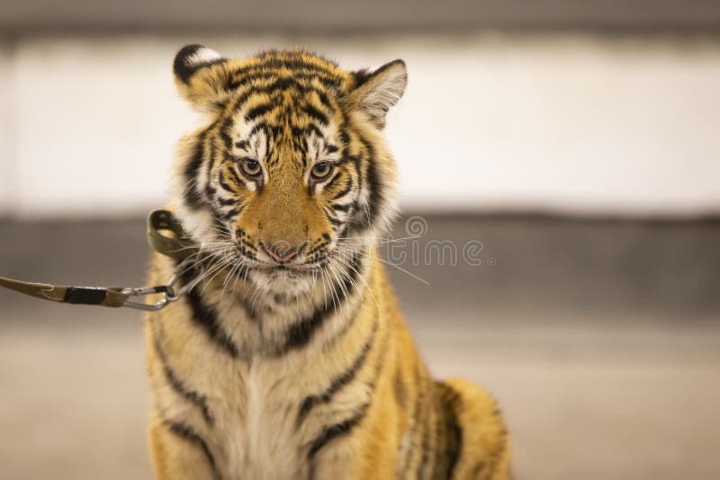Amur striped tiger stock image. Image of face, hunter - 238368051