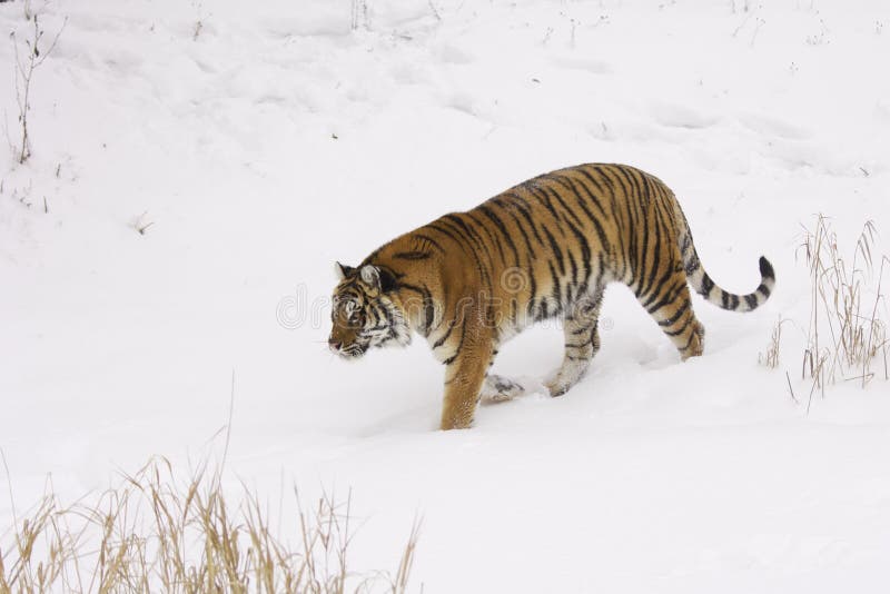 Amur Tiger running in snow stock photo. Image of amur - 15571848
