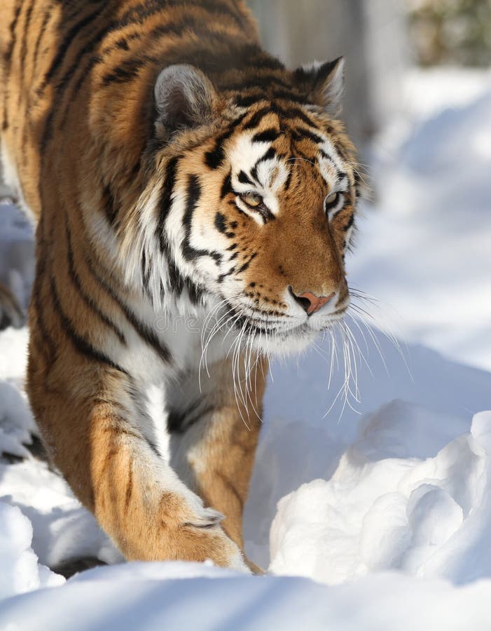 Amur tiger stock photo. Image of headshot, atak, feline - 18711070