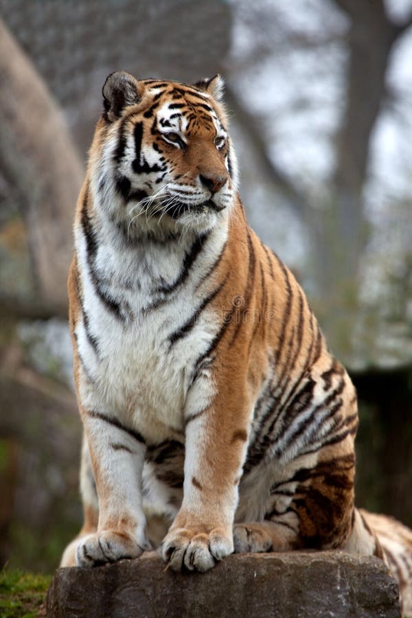 Scratching post stock photo. Image of animals, paws, roaring - 36594676