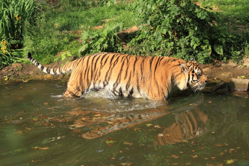 Amur tiger stock photo. Image of amur, panthera, felid - 25145508