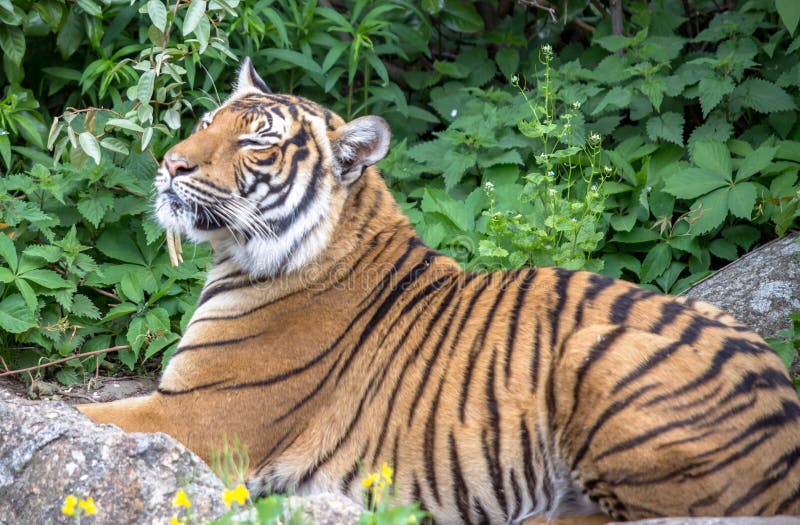 Amur Tiger in a Berlin Zoo, Germany Stock Photo - Image of amur, feline ...