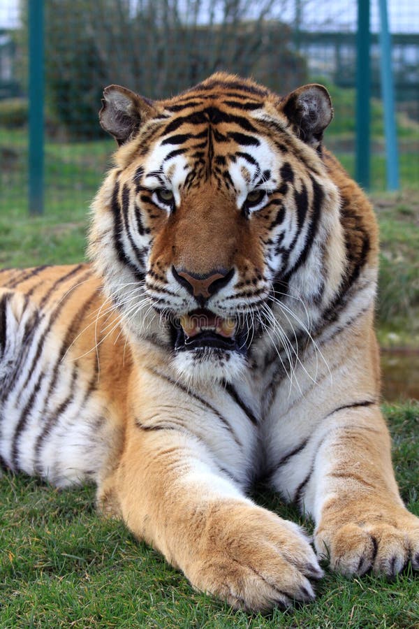 Amur Tiger 6 stock photo. Image of laying, powerful, endangered - 58685740