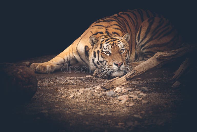 Tiger stock photo. Image of portrait, biologo, surprise - 98831458