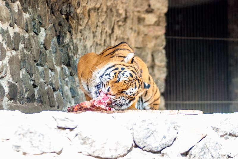 Amur Tiger Eats Prey, Bengal Tiger Eating a Big Piece of Meat Stock ...