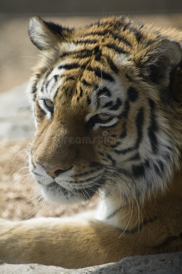 Siberian Amur Tiger Panthera Tigris Tigris Full Face View Stock Photo ...