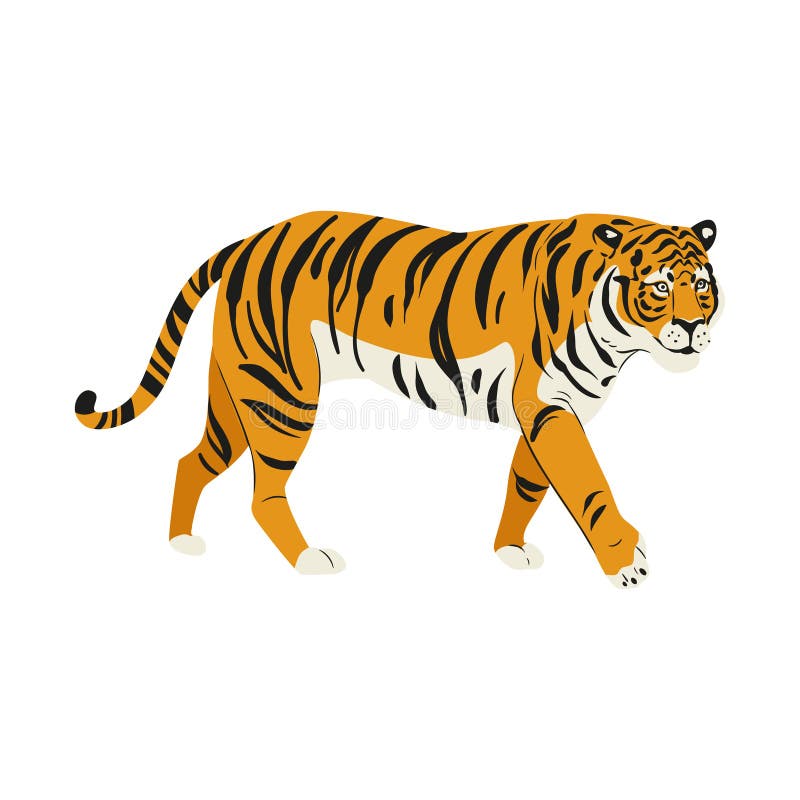 Amur Tiger Goes Isolated on White Background. Vector Tiger Side View ...
