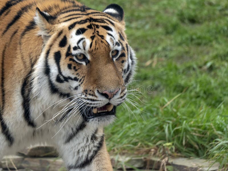 The Amur Tiger is the Graceful Gait of the Taiga Stock Image - Image of ...
