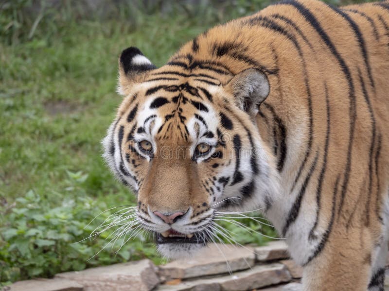The Amur Tiger is the Graceful Gait of the Taiga Stock Image - Image of ...