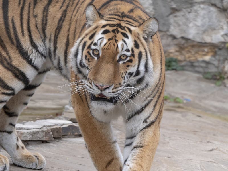The Amur Tiger is the Graceful Gait of the Taiga Stock Photo - Image of ...