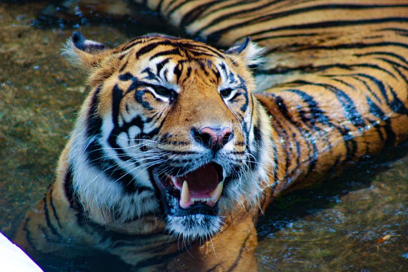 Amur Tiger Lying and Looking Forward Stock Image - Image of anger, asia ...