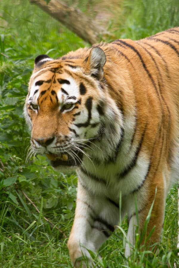 Amur Tiger Roaming in the Rainforest Stock Image - Image of wild ...