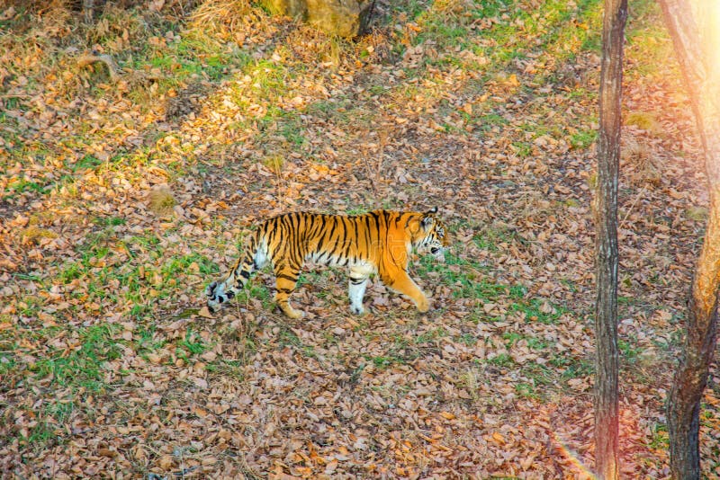 The Amur Tiger is Walking through the Forest, Taiga, Autumn. Stock ...