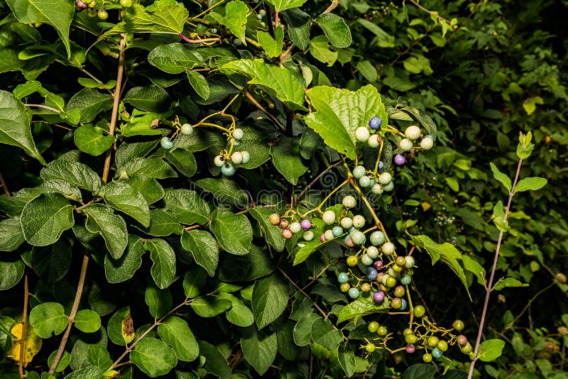 Amure Peppervine stock photo. Image of japan, connecticut - 126657504