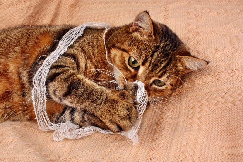 Amused, blissful cat stock image. Image of mammal, look - 85300405