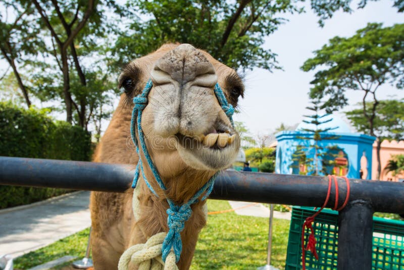 Amusing Camel stock photo. Image of camel, animal, graze - 67962358