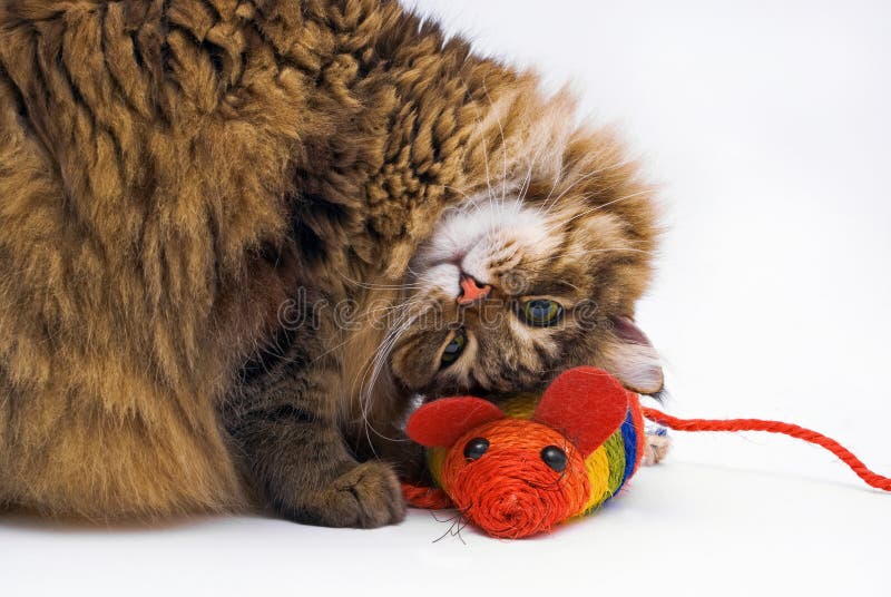 Odd Couple stock photo. Image of love, kissing, kitty - 4970300