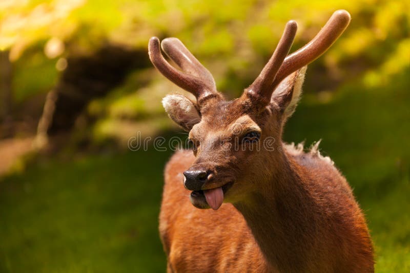 Amusing deer stock image. Image of landscape, meadow - 33583969