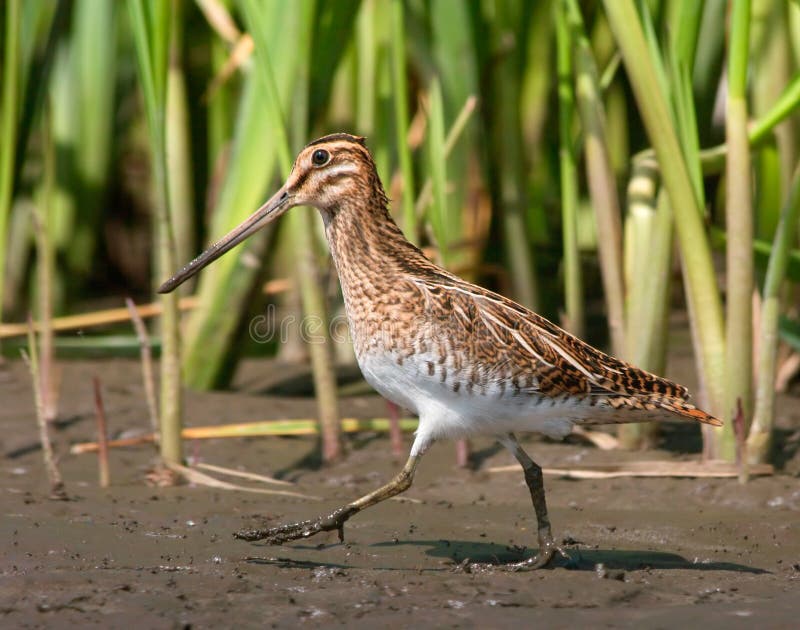 Amusing gait stock photo. Image of gallinago, feathers - 7443238