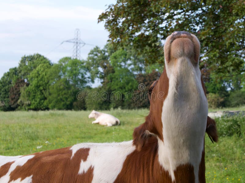 Amusing Image of Brown and White Cow Showing Underside of Chin Stock ...