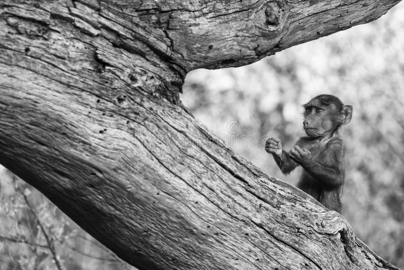 Amusing Monkey Cub Standing in a Funny Pose Stock Image - Image of ...