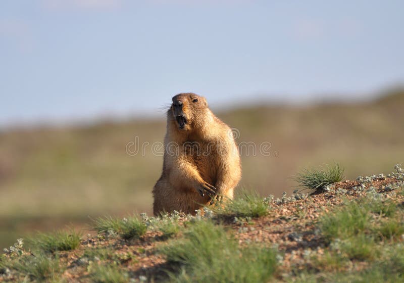 The Amusing Singing Groundhog. Stock Photo - Image of portrait ...