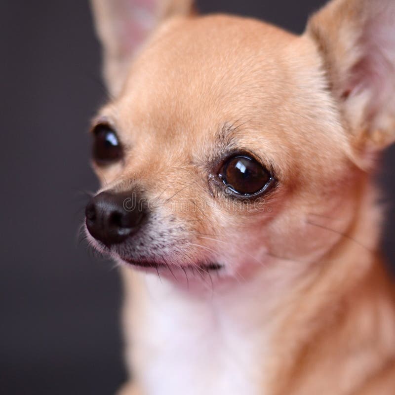 Amy - Chivava stock image. Image of beige, fixed, chihuahua - 32051331