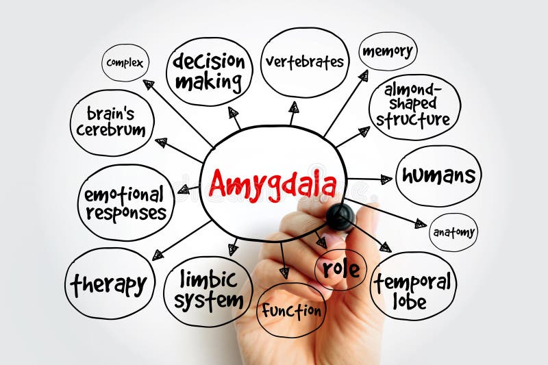Amygdala is the Integrative Center for Emotions, Emotional Behavior ...