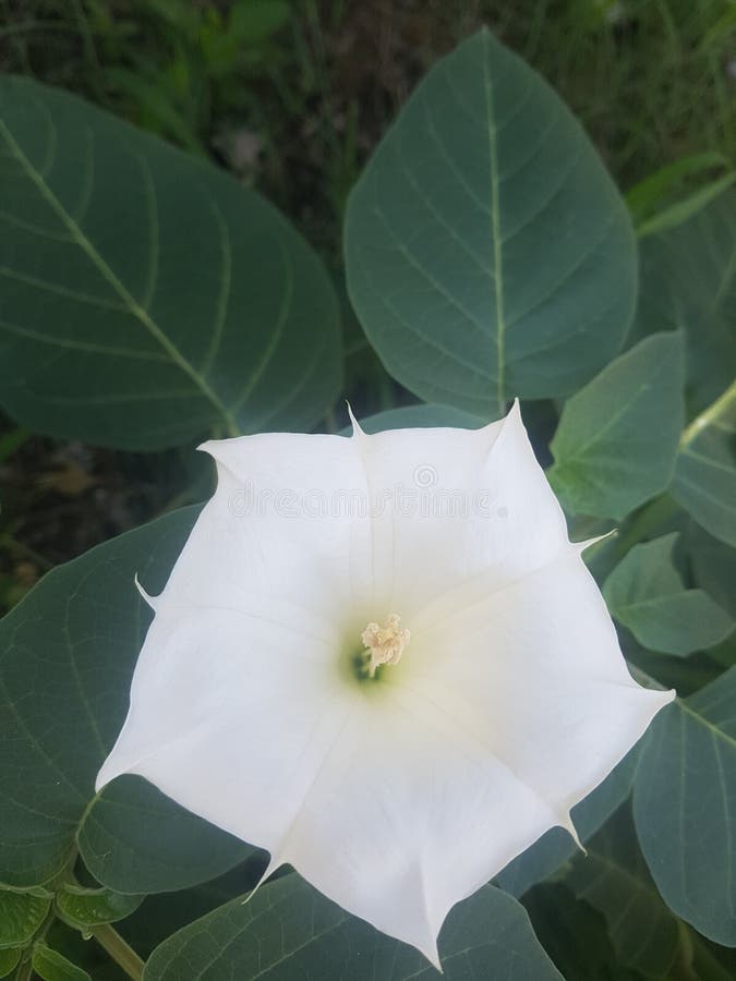Amzing white flower stock image. Image of blossom, green - 194776313