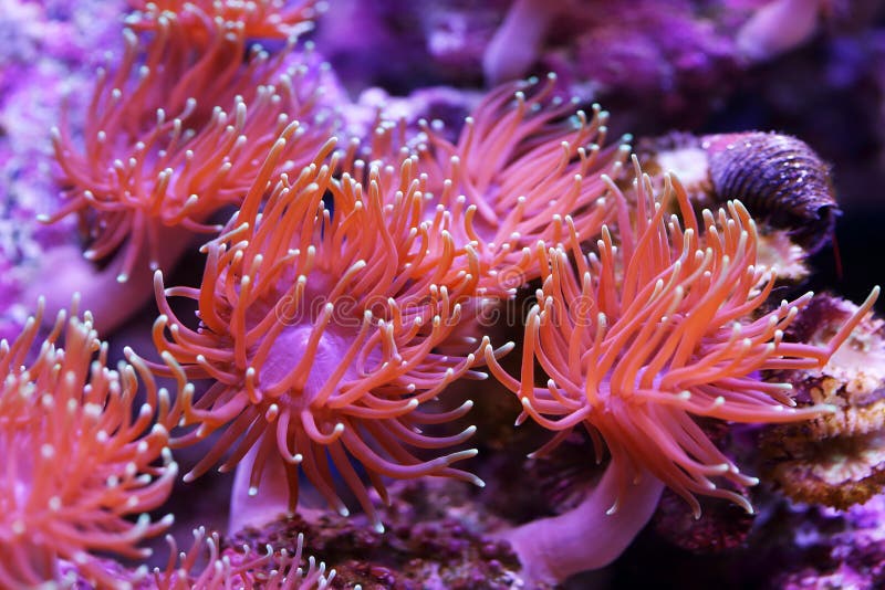 Anémonas de mar foto de archivo. Imagen de anémona, picadura - 35462802