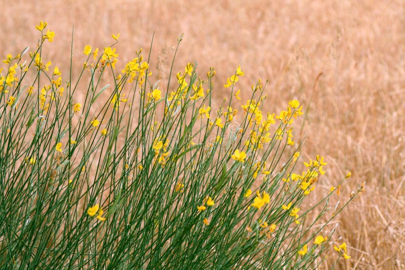 Flores De La Planta De Anís [anisum Del Pimpinella] Foto de archivo ...