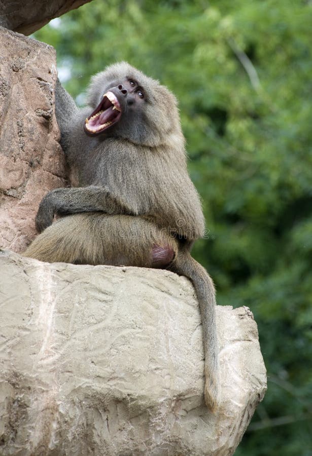 15+ Angry baboon Free Stock Photos - StockFreeImages