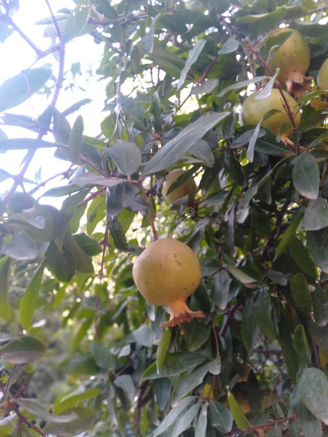 Anaar tree stock image. Image of beautiful, view, anaar - 187093223