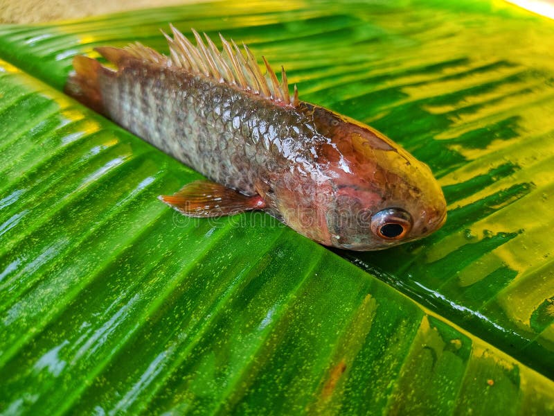 Anabas Fish on Green Banana Leaf HD Stock Photo - Image of malay ...