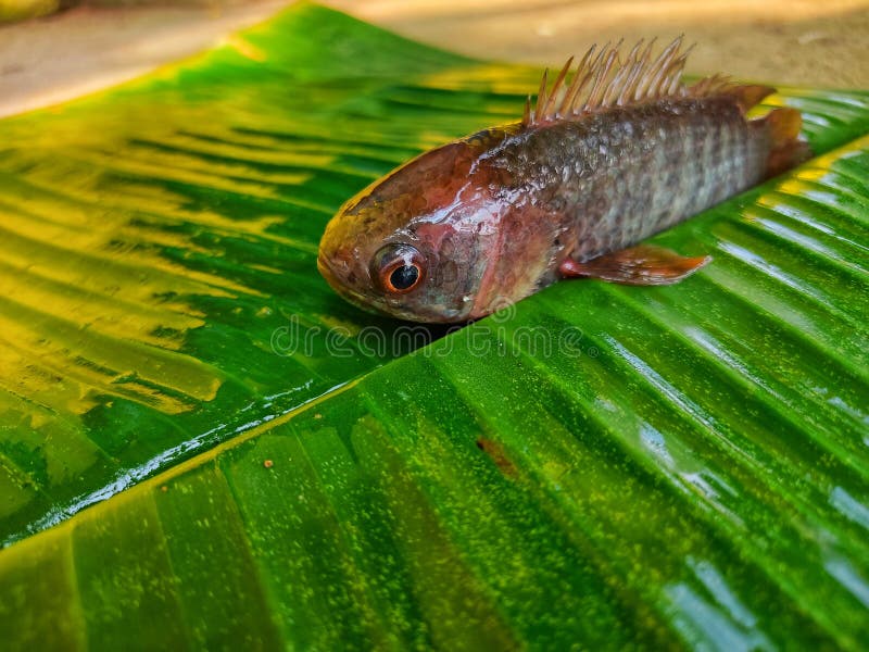 Anabas Fish on Green Banana Leaf HD Stock Image - Image of perch ...