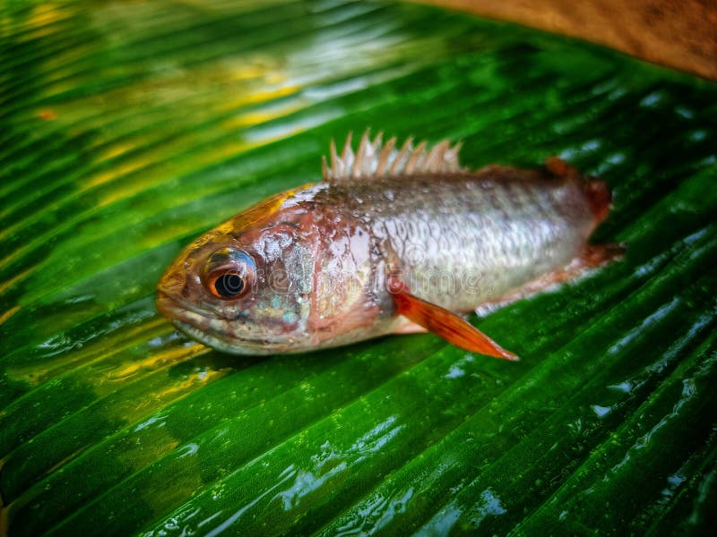 Anabas Fish on Green Banana Leaf HD Stock Image - Image of green ...