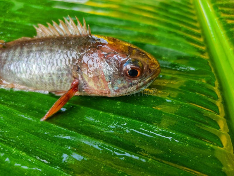 Anabas Fish on Green Banana Leaf HD Stock Image - Image of size, giant ...