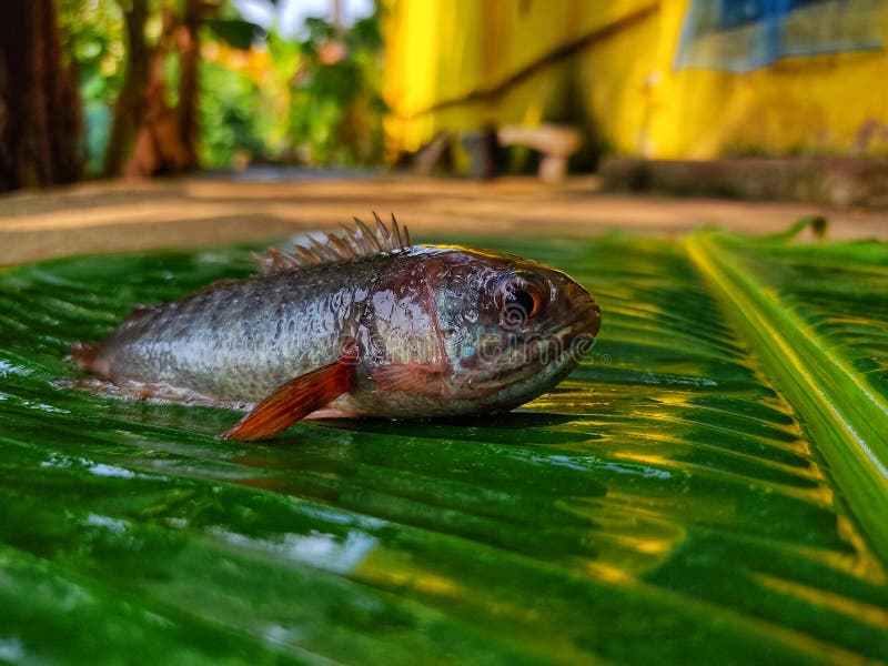 Anabas Fish on Green Banana Leaf HD Stock Image - Image of giant, swamp ...