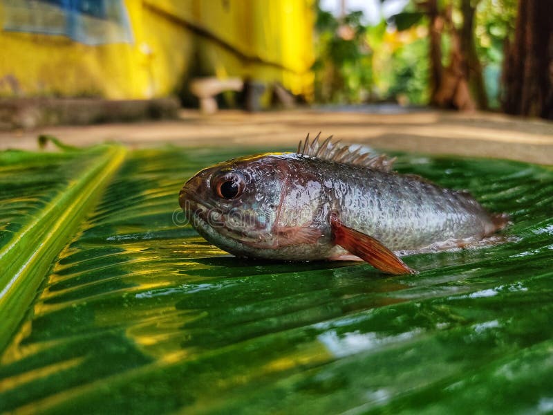 Anabas Fish on Green Banana Leaf HD Stock Photo - Image of preserve ...