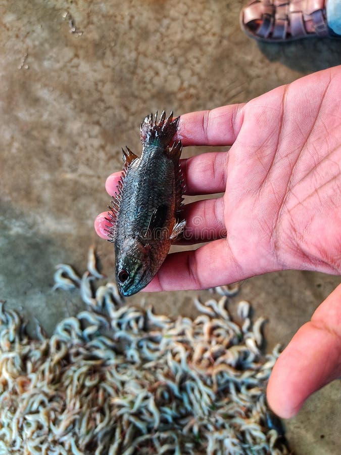 Anabas Fish in Hand Anabas Gourami Perch in Hand Stock Image - Image of ...