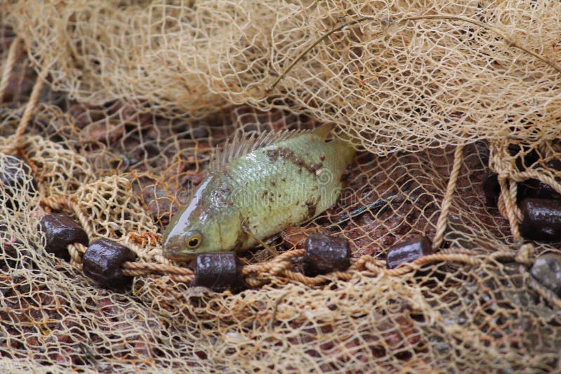 Anabas Fish Climbing Perch Fish Laying on Mud Ground in Rainy Season ...