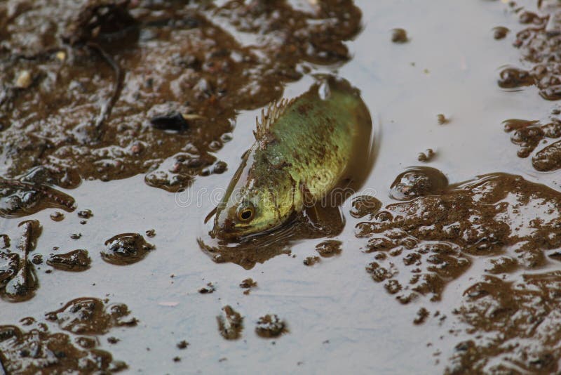 Anabas Fish Laying on Ground Hd Anabas Perch Fish Farming Stock Image ...