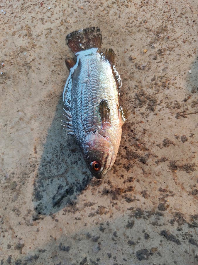 Anabas Fish Laying on Ground Anabas Perch Fish Isolated Stock Image ...