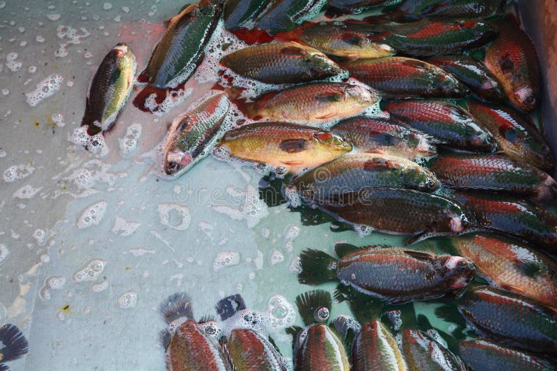 Anabas testudineus stock photo. Image of mediterranean - 39175430