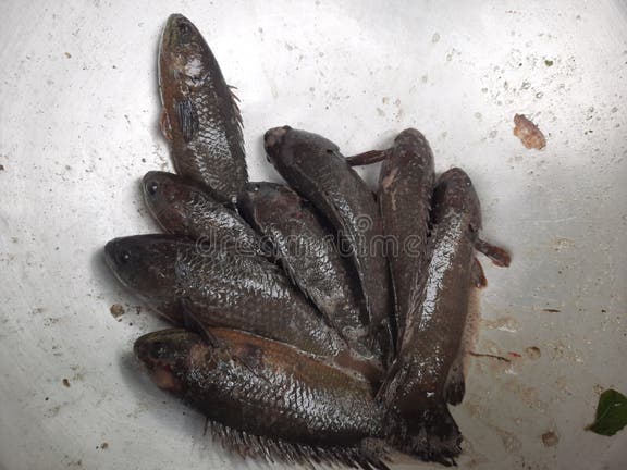 Anabas Fish, Wild Big Anabas Fish. Stock Image - Image of cooking ...